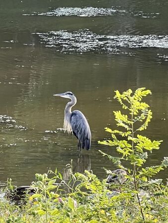 Kane County Connects