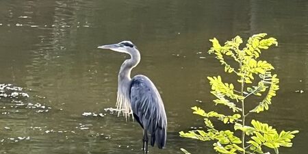 Kane County Connects