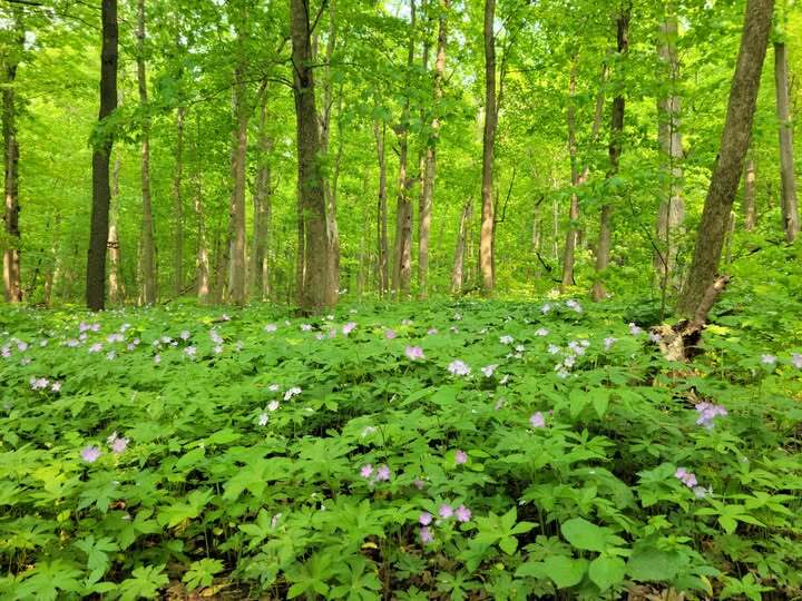 Kane County Connects