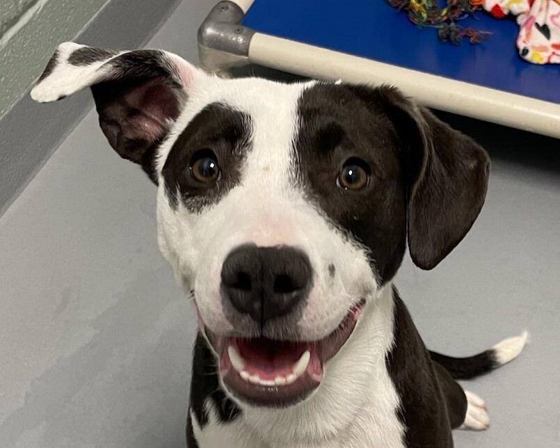 Kane County Connects