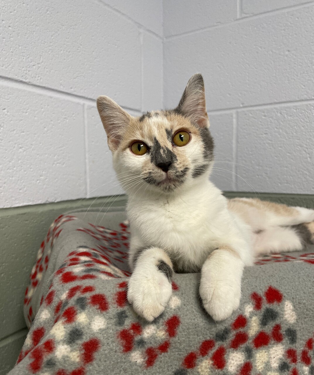 Siamese Calico Mix Cats