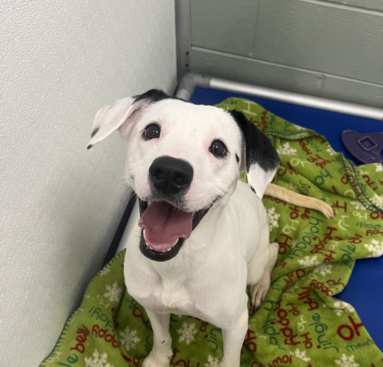 Kane County Connects