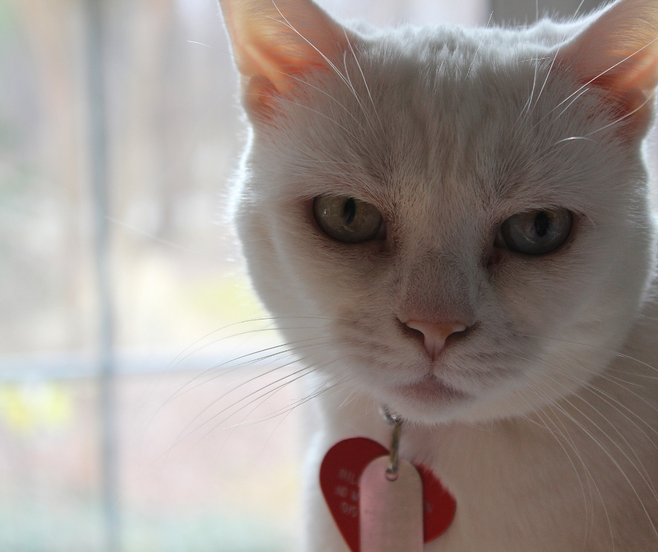 Kane County Connects