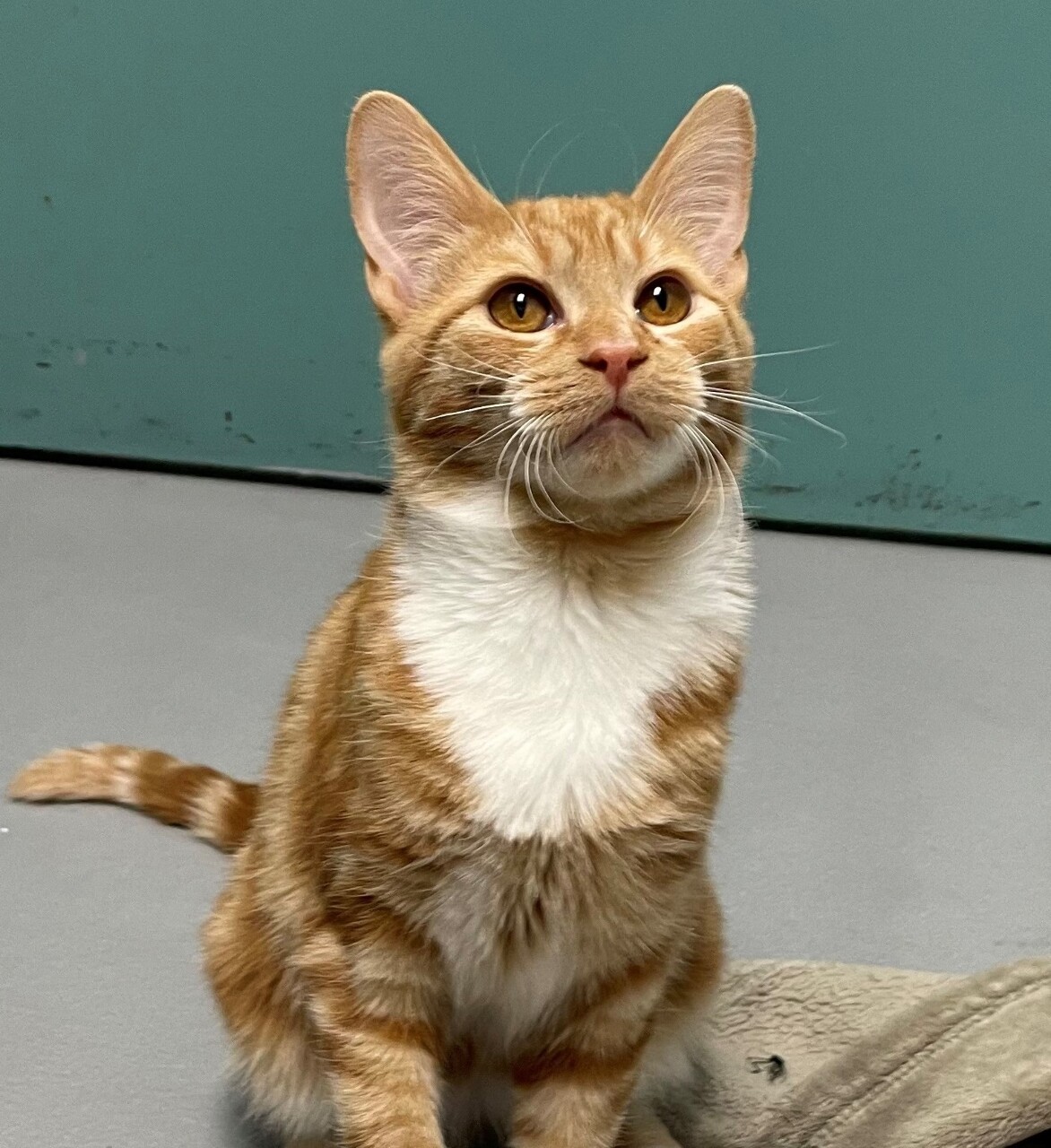 Kane County Connects