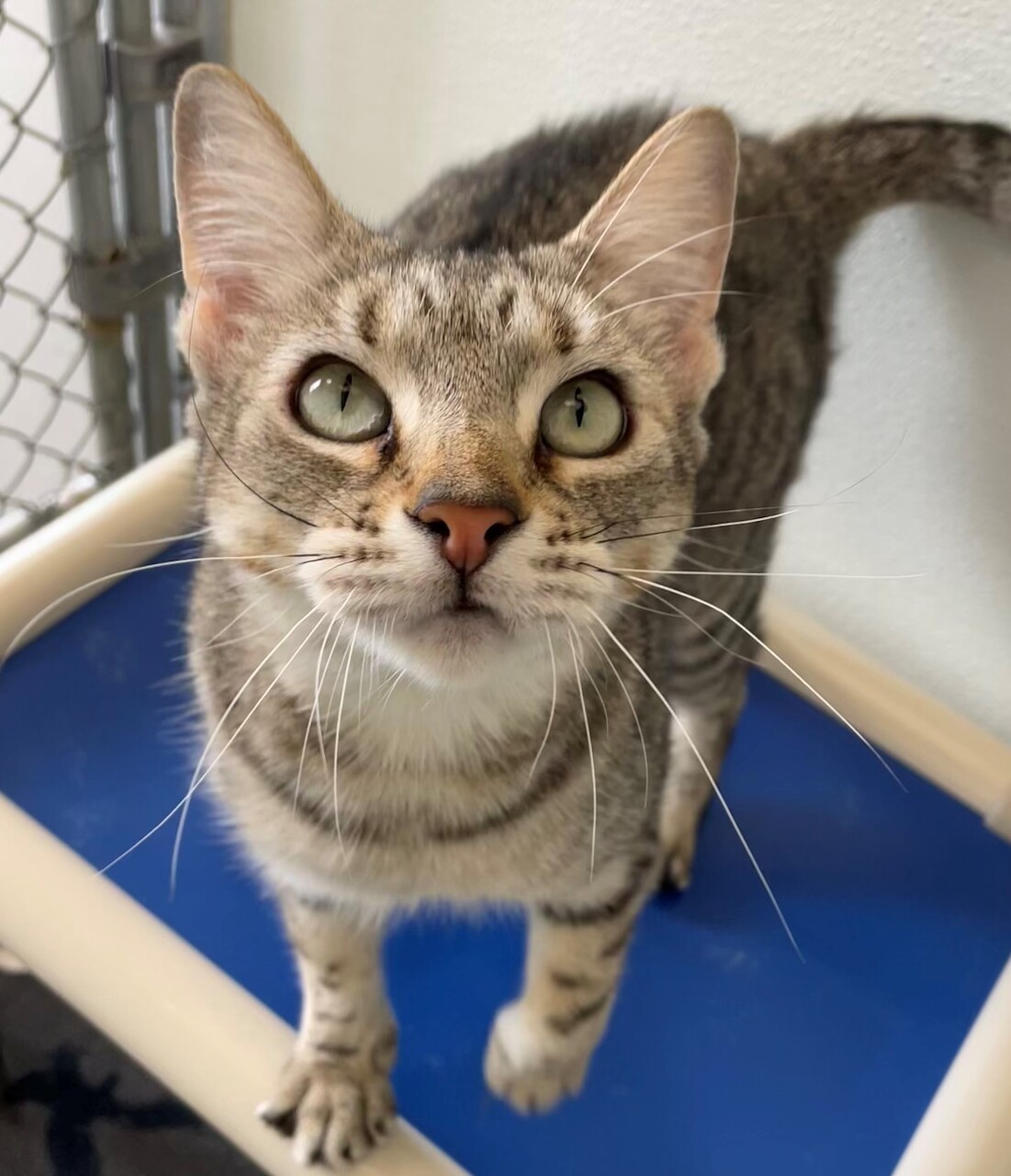 Kane County Connects