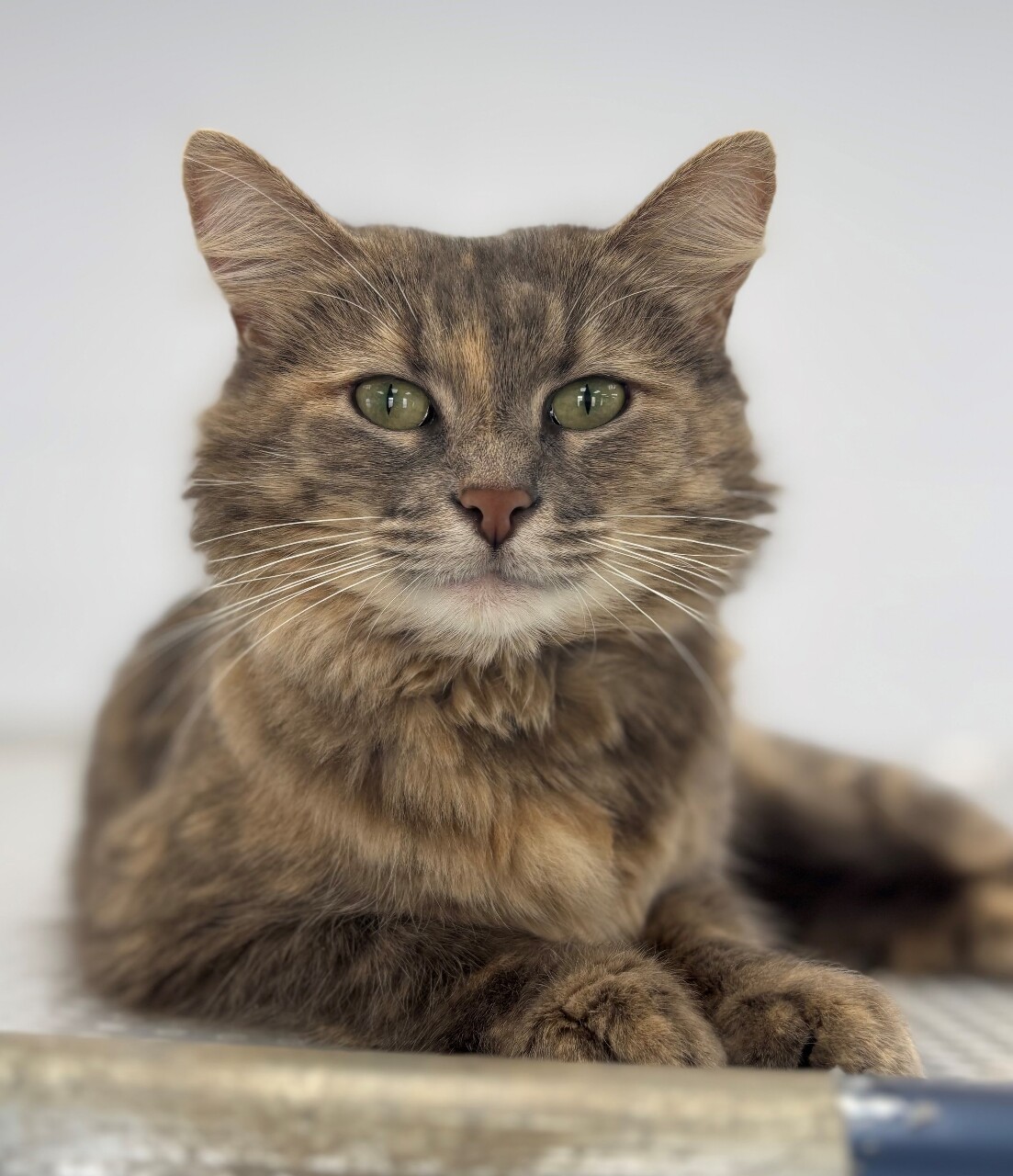 Kane County Connects