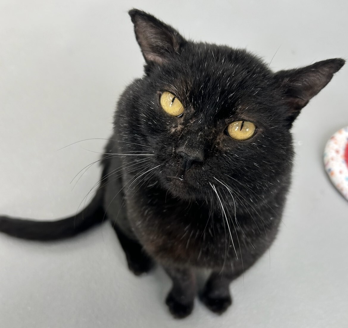 Kane County Connects